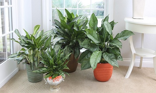 The Top 5 Best Houseplants – Versicolores